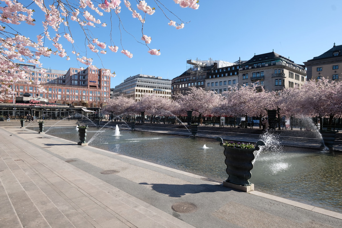 The feeling of spring: cherry blossom in Stockholm – The KTH ...