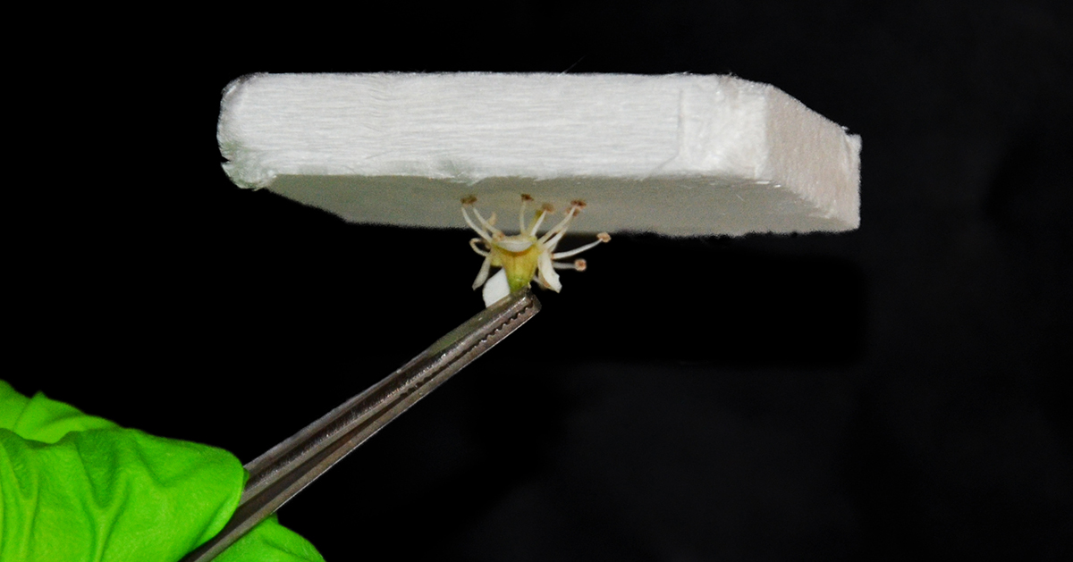 Insulation from wood research proves better than plastic-based ...