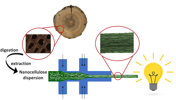 Extraction of cellulose nanofibrils from wood and their application in ...