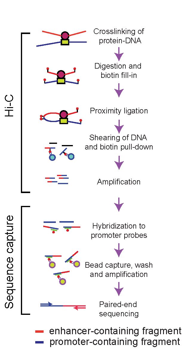 Regulatory Genomics Kth